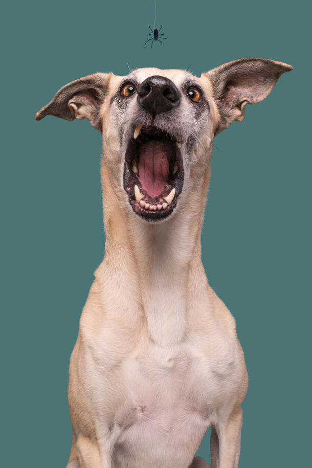 The Dog Photographer Breaking ‘All the Rules’ with Irresistible ...