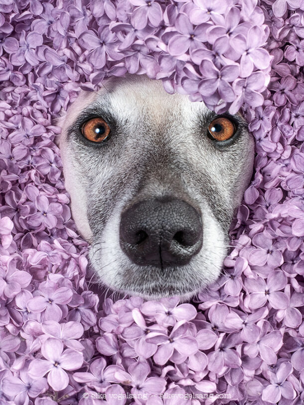 The Dog Photographer Breaking ‘All the Rules’ with Irresistible ...