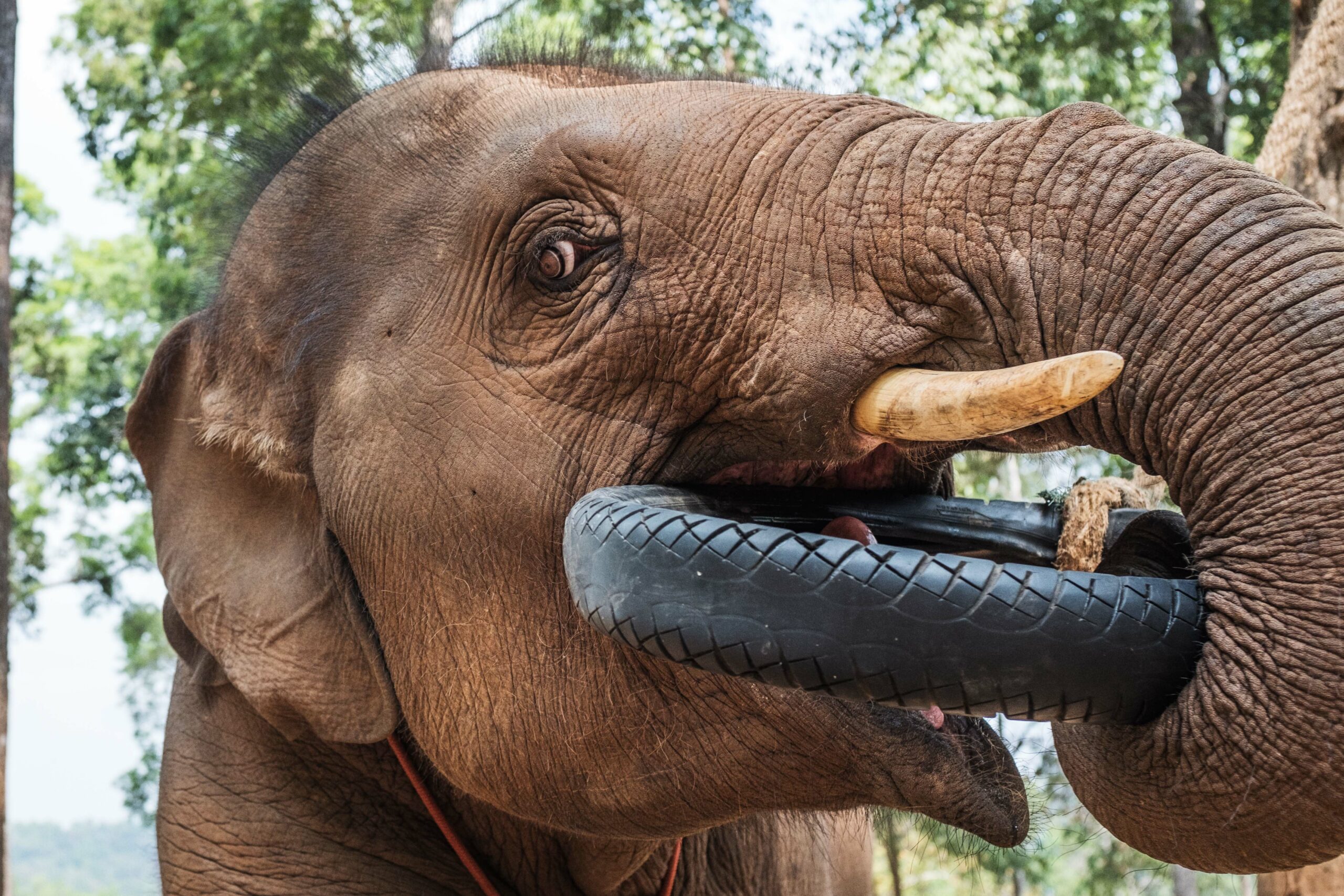 Elephant Tire LQ – FUJILOVE MAGAZINE