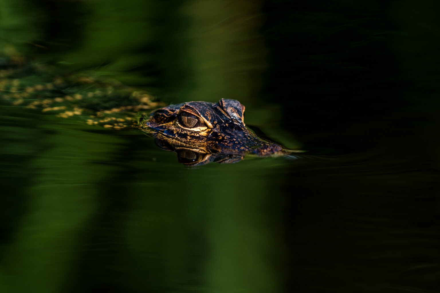 Photographing Wild ‘Gators in the Florida Everglades – FUJILOVE MAGAZINE