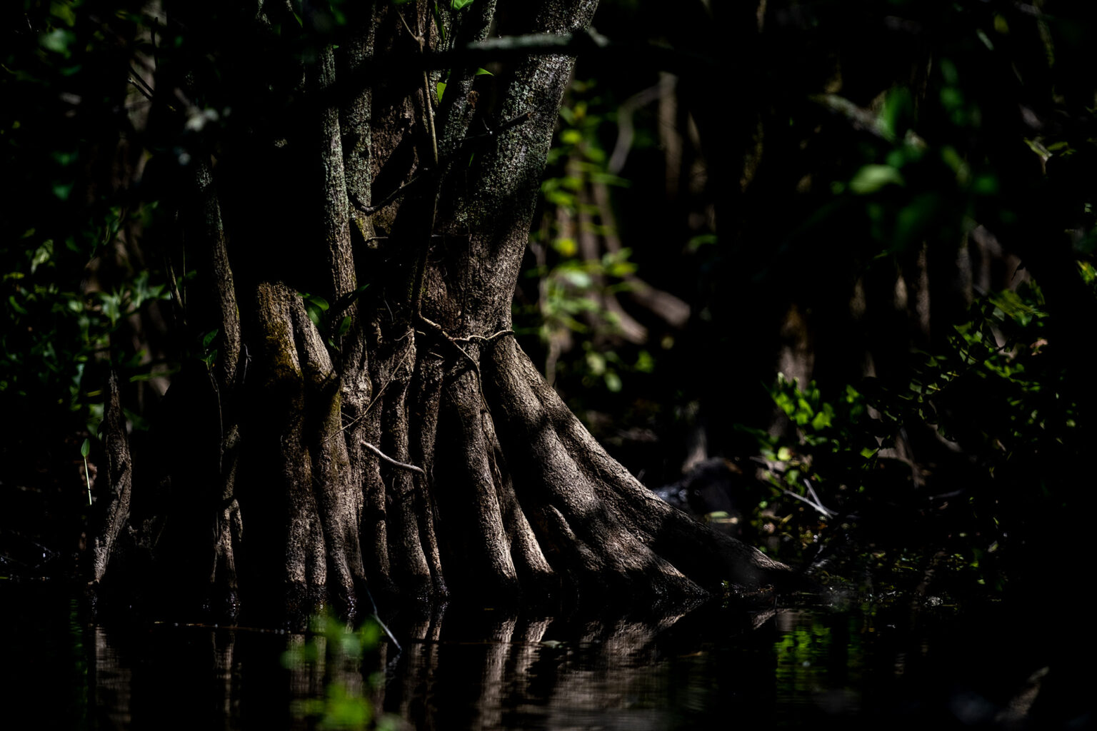 Photographing Wild ‘Gators in the Florida Everglades – FUJILOVE MAGAZINE