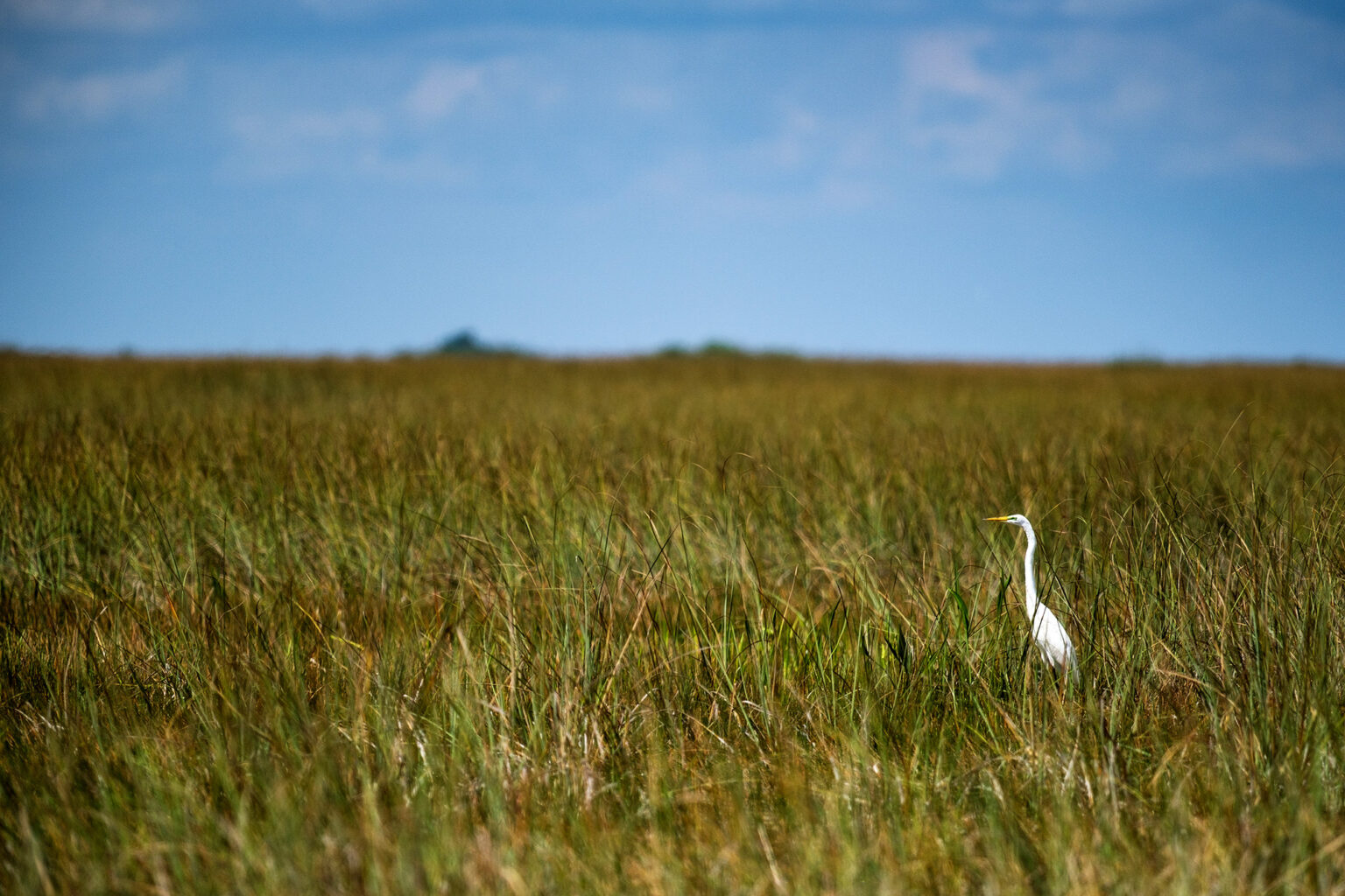 Photographing Wild ‘Gators in the Florida Everglades – FUJILOVE MAGAZINE