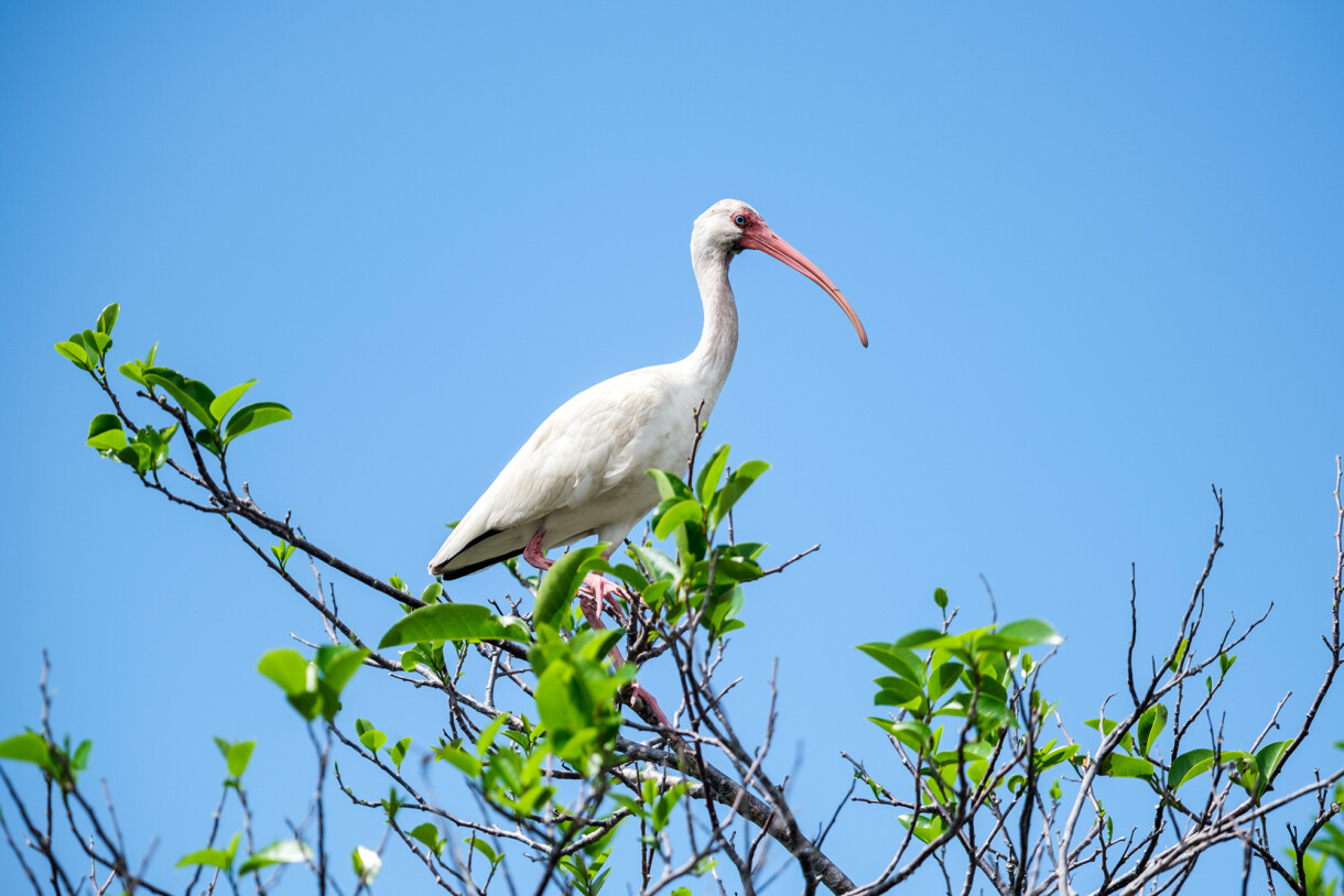Photographing Wild ‘Gators in the Florida Everglades – FUJILOVE MAGAZINE
