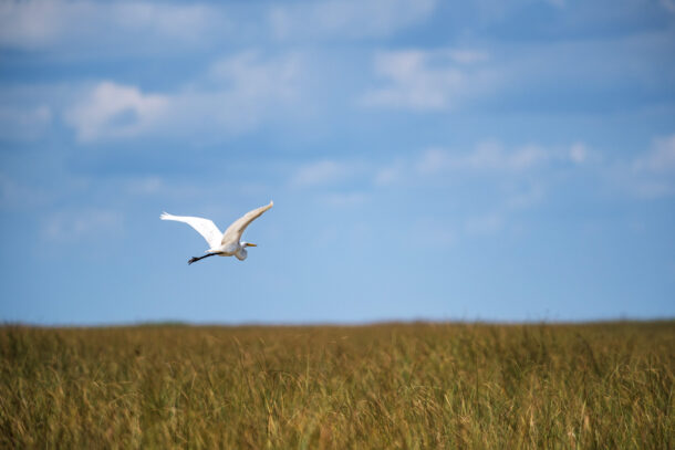 Photographing Wild ‘Gators in the Florida Everglades – FUJILOVE MAGAZINE