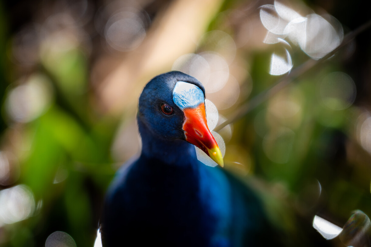 Photographing Wild ‘Gators in the Florida Everglades – FUJILOVE MAGAZINE