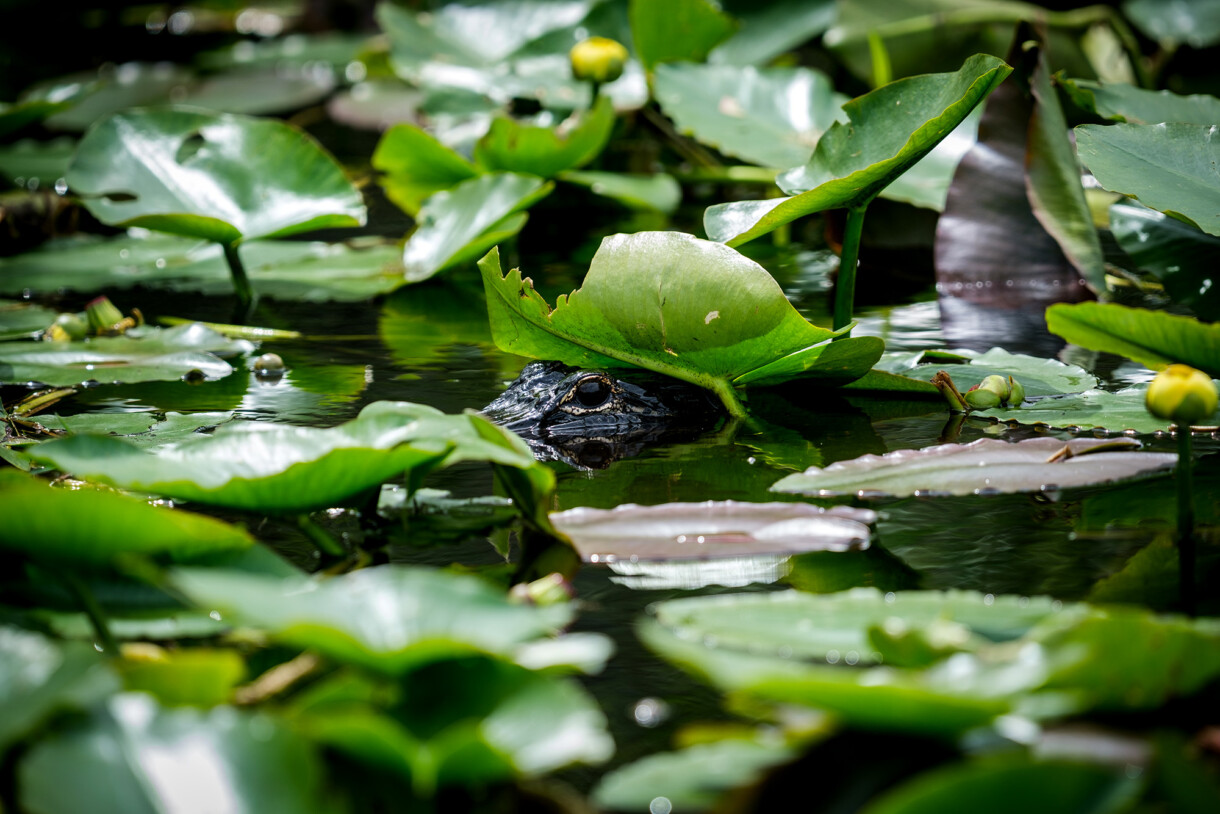 Photographing Wild ‘Gators in the Florida Everglades – FUJILOVE MAGAZINE