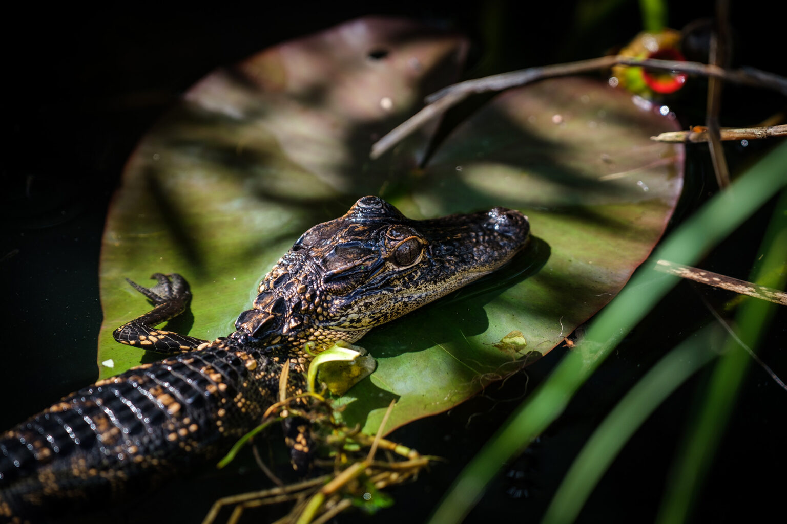 Photographing Wild ‘Gators in the Florida Everglades – FUJILOVE MAGAZINE