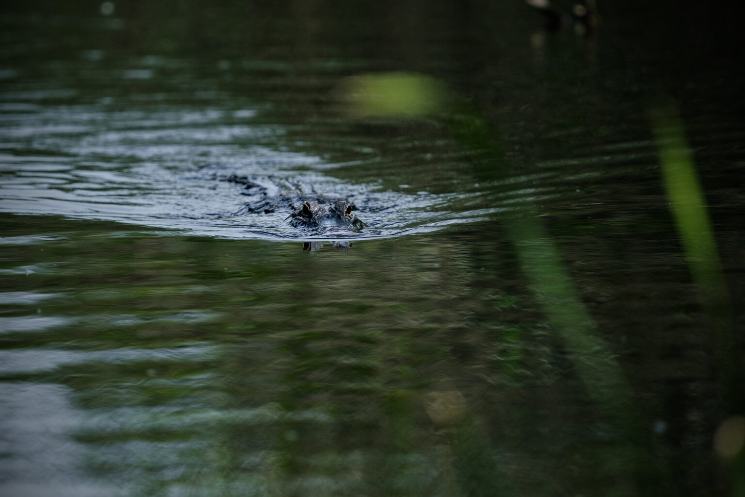 Photographing Wild ‘Gators in the Florida Everglades – FUJILOVE MAGAZINE