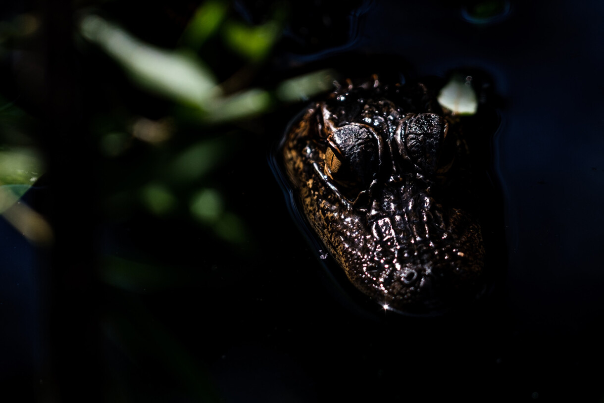 Photographing Wild ‘Gators in the Florida Everglades – FUJILOVE MAGAZINE