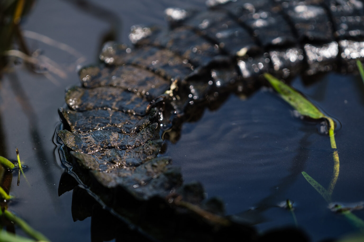 Photographing Wild ‘Gators in the Florida Everglades – FUJILOVE MAGAZINE
