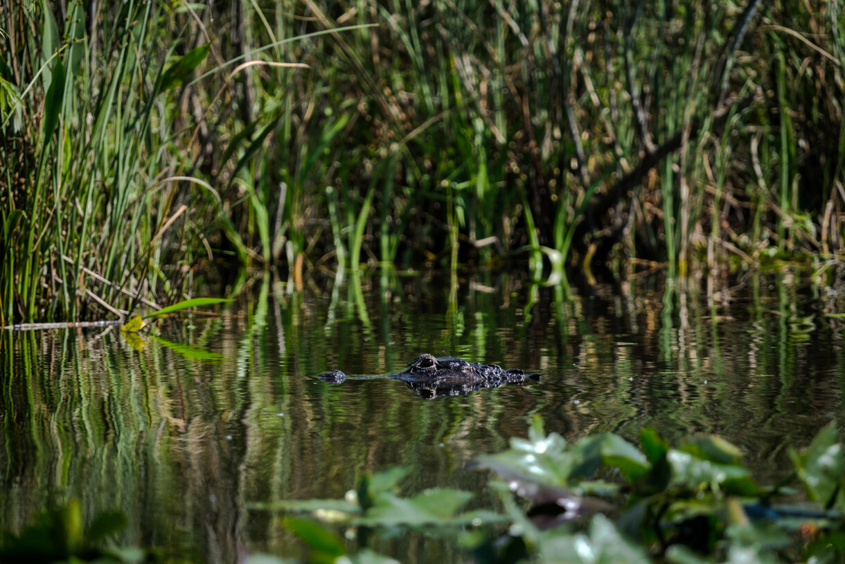 Photographing Wild ‘Gators in the Florida Everglades – FUJILOVE MAGAZINE
