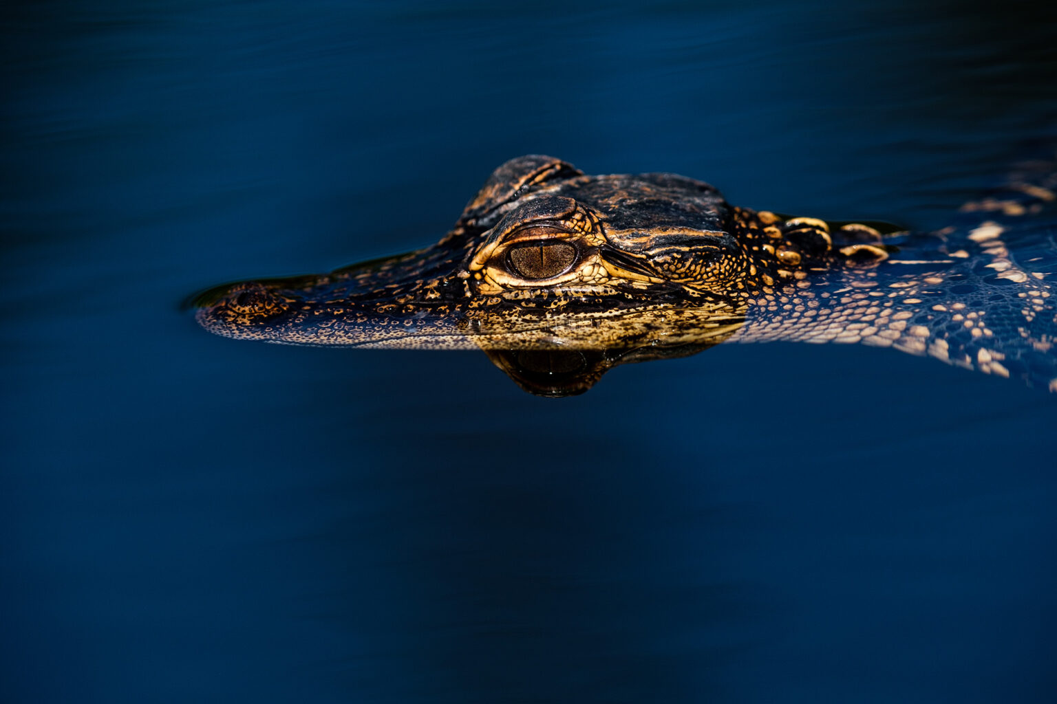 Photographing Wild ‘Gators in the Florida Everglades – FUJILOVE MAGAZINE