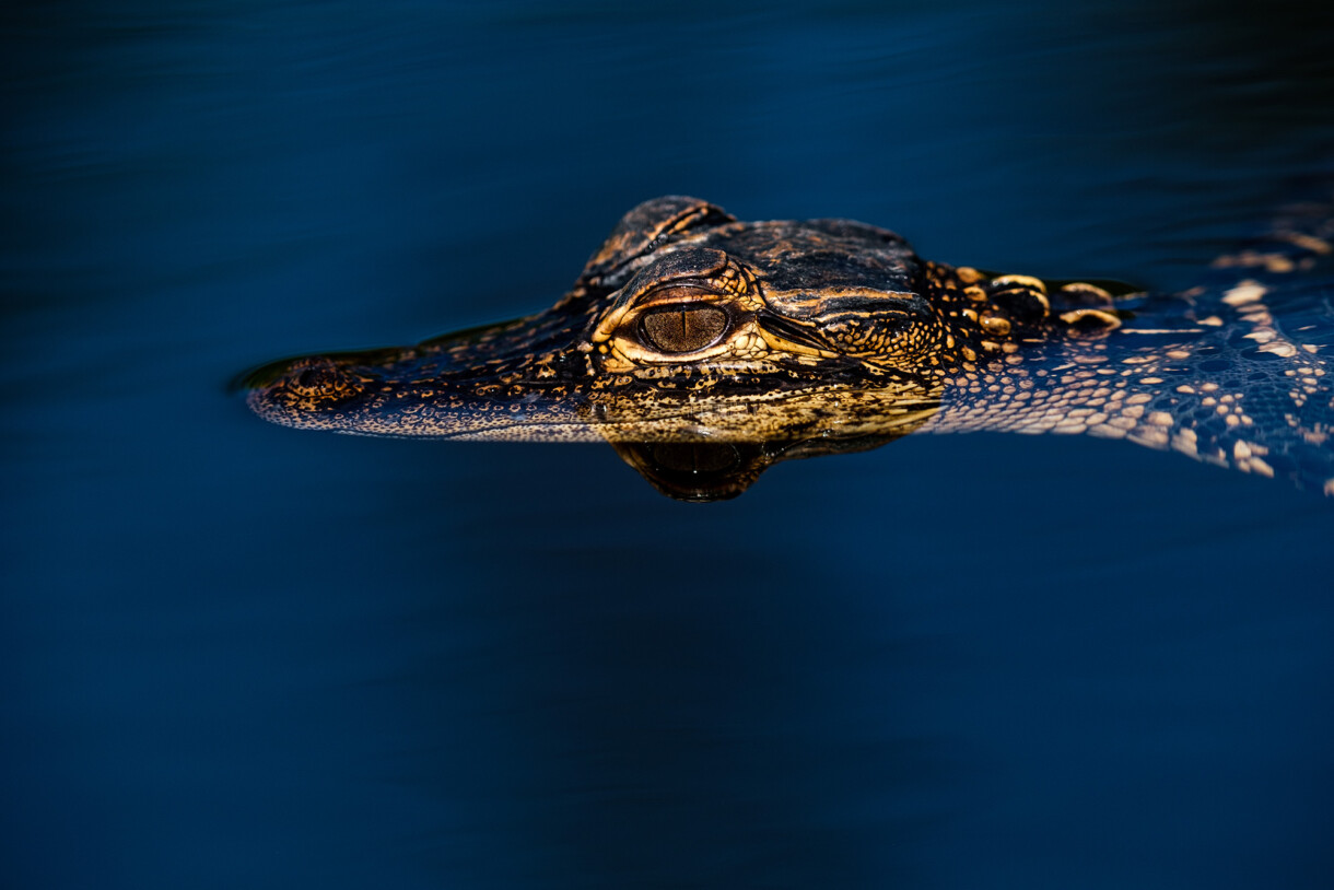 Photographing Wild ‘Gators in the Florida Everglades – FUJILOVE MAGAZINE
