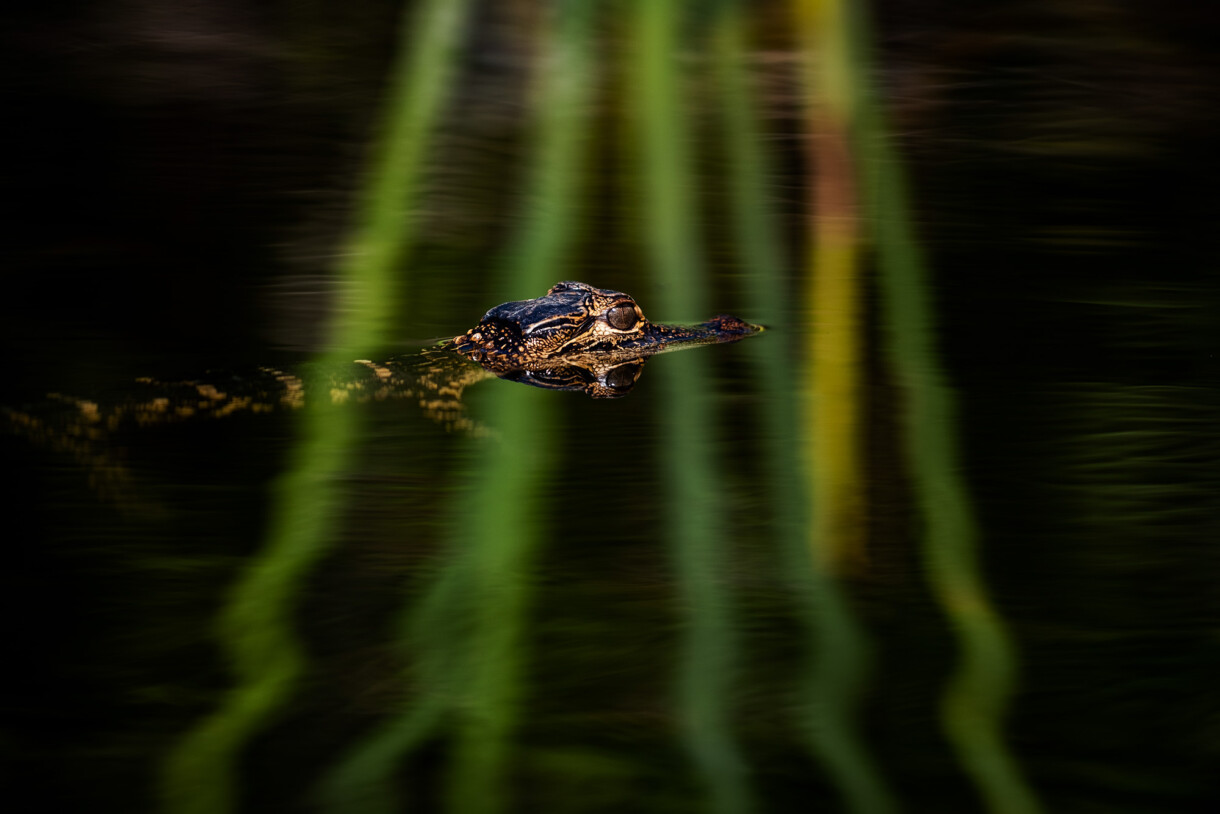 Photographing Wild ‘Gators in the Florida Everglades – FUJILOVE MAGAZINE