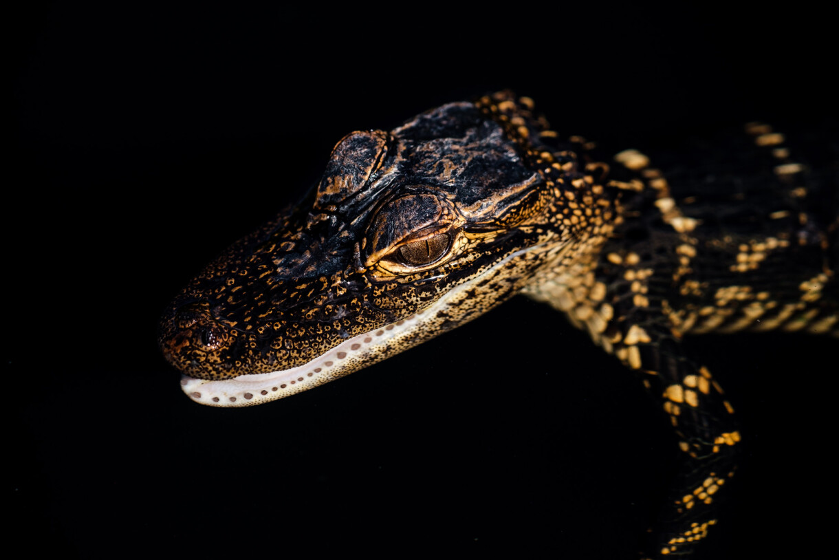Photographing Wild ‘Gators in the Florida Everglades – FUJILOVE MAGAZINE