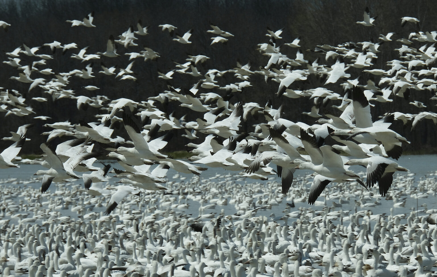 Wild Geese Migration And Fujifilm – FUJILOVE MAGAZINE