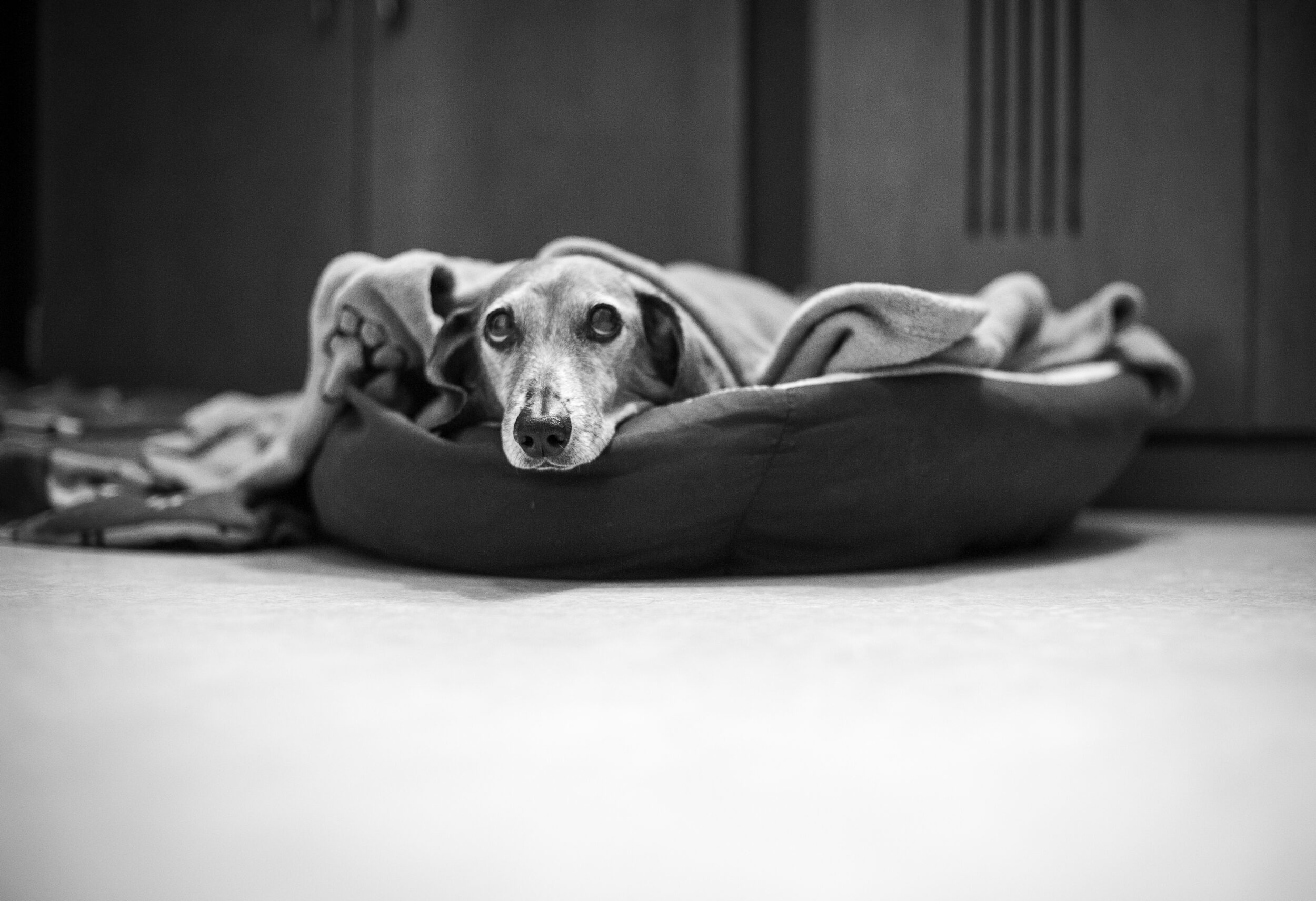 Must Love Dogs: Documentary Dog Photography with your Fujifilm ...
