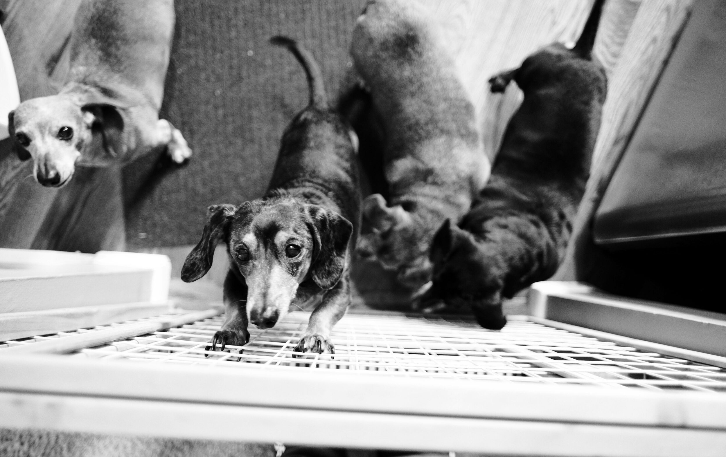 Must Love Dogs: Documentary Dog Photography with your Fujifilm ...