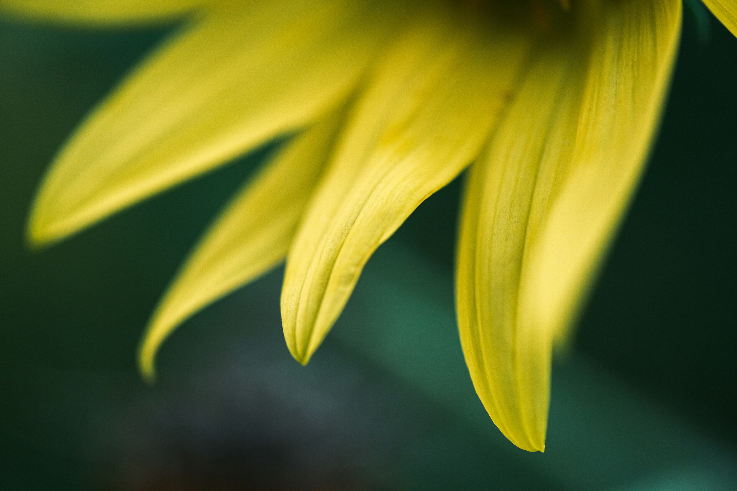Can Macro Photography Make You Feel Better About the World? My Summer ...